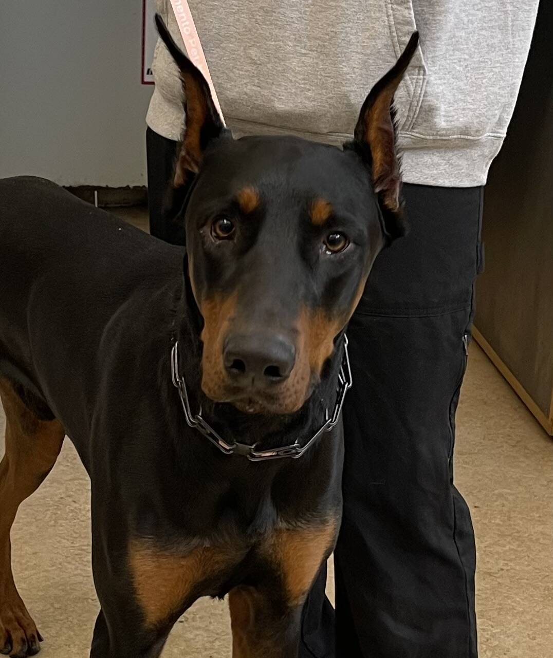 Reshaping Canine Ears | Understanding Ear Cropping